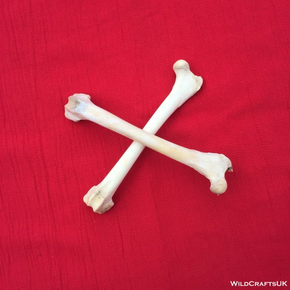 A Pair of English Wild Red Fox Bones - Etsy