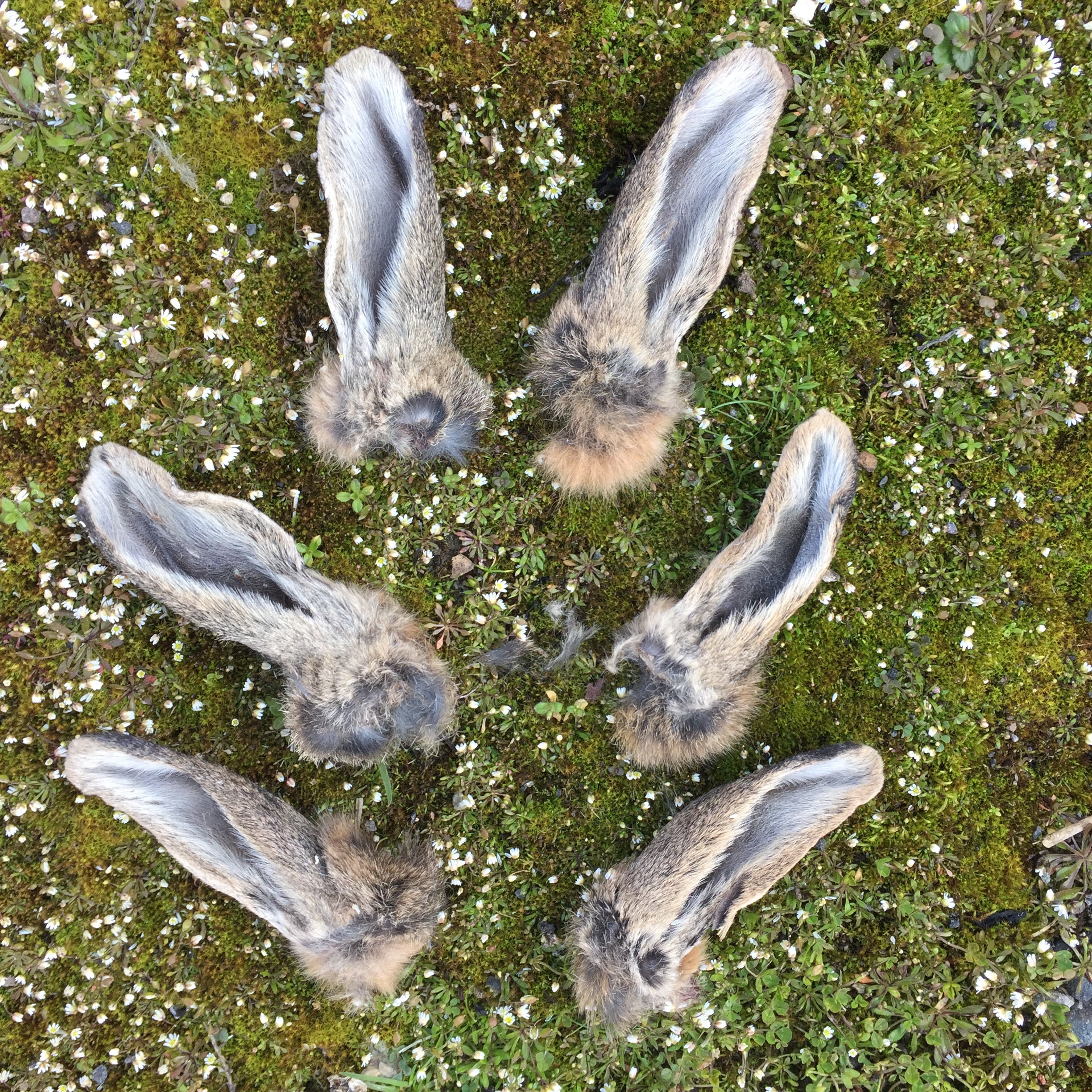 A Pair of Preserved Wild English Rabbit Ears - Etsy UK