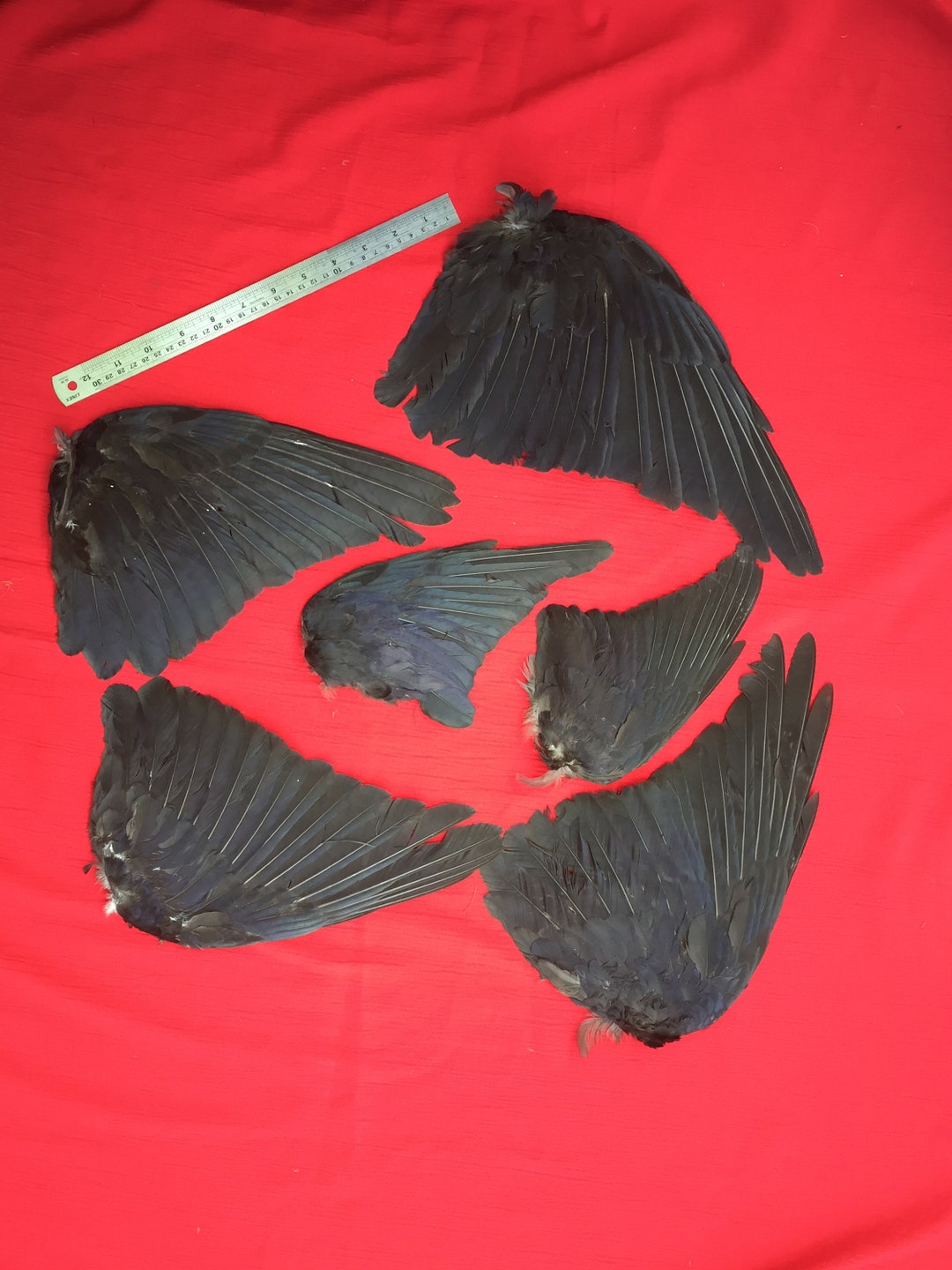 Six Crow Wings Assorted Sizes - Etsy