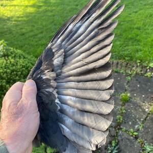 Rare and Unusual Smudge Fan Crow Wing Feathers - Etsy