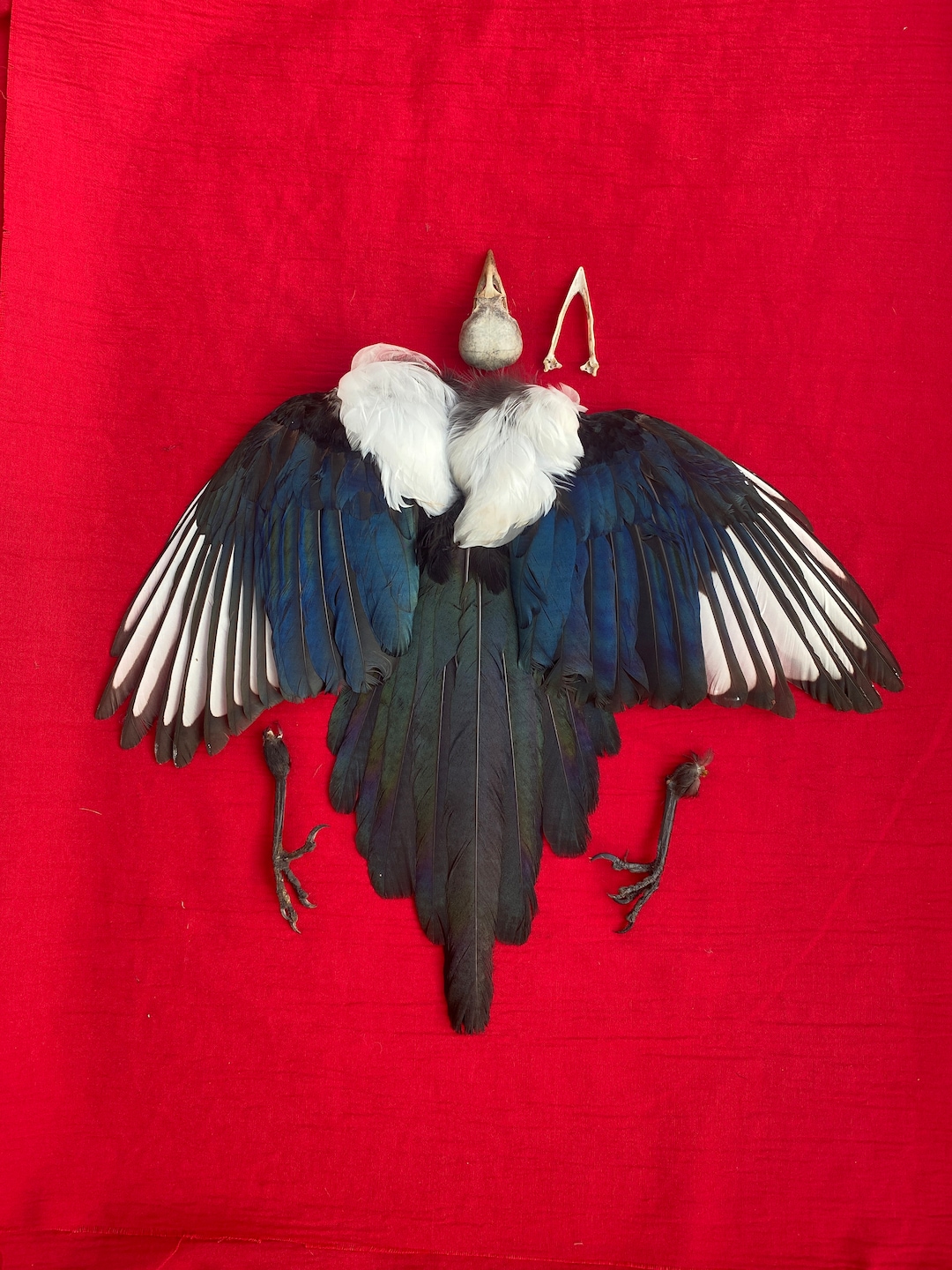 Magpie Wings Feet Skull Bones Feathers - Etsy