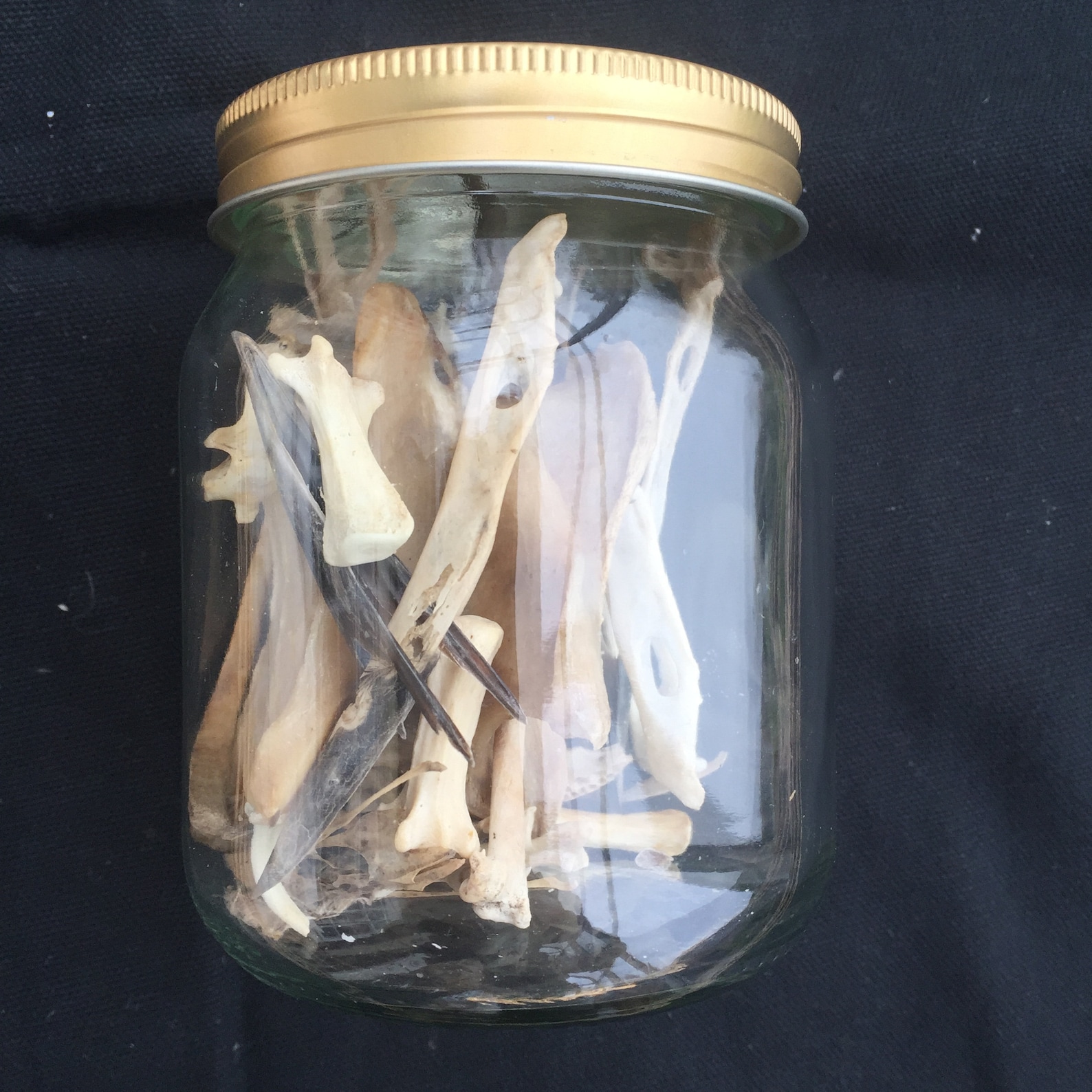 Assorted Animal and Bird Bones in a Large Jar. - Etsy UK