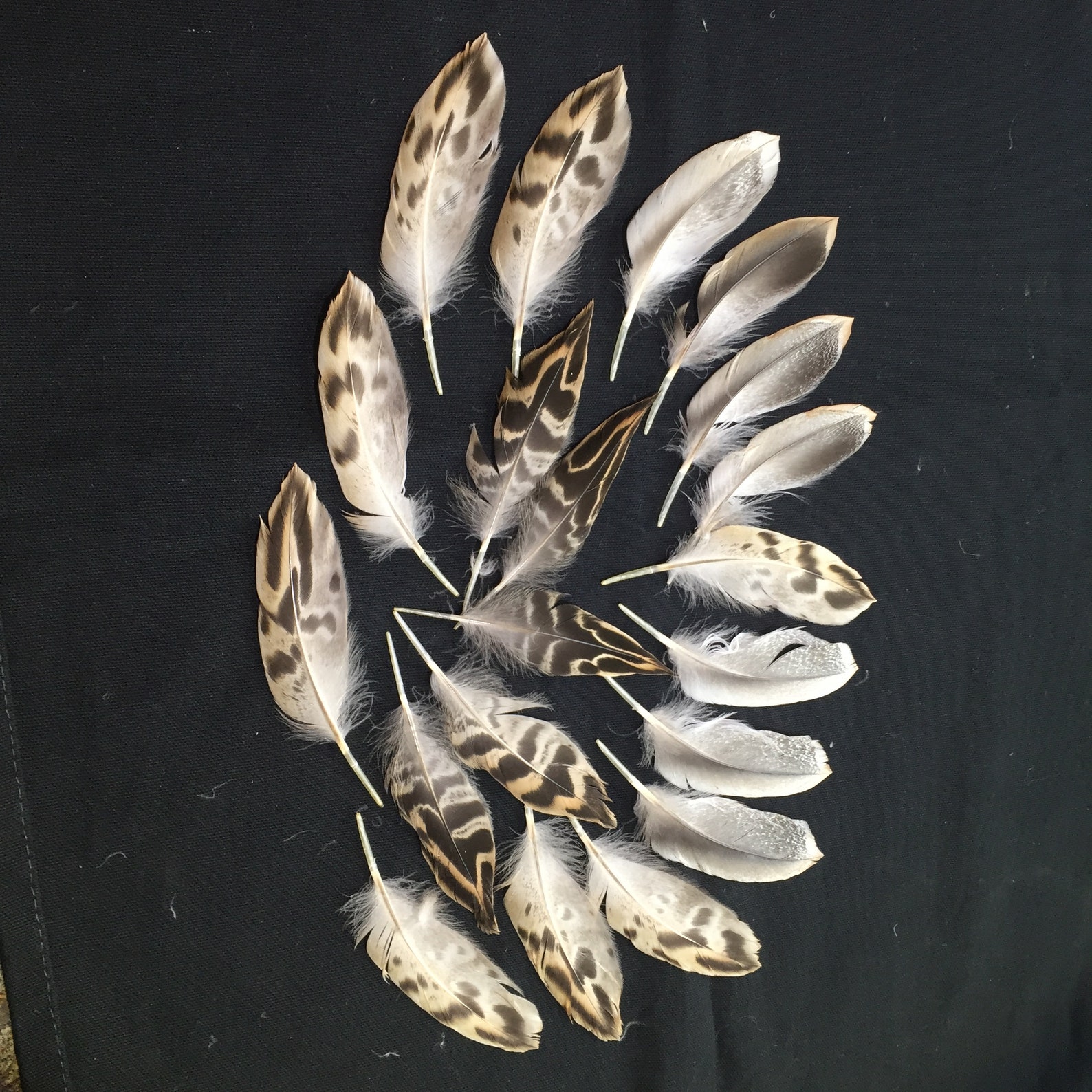 20 Wild Duck Feathers Ready for Craftwork | Etsy