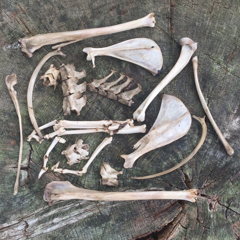 20 Wild Brown Hare Bones Ethically Sourced - Etsy