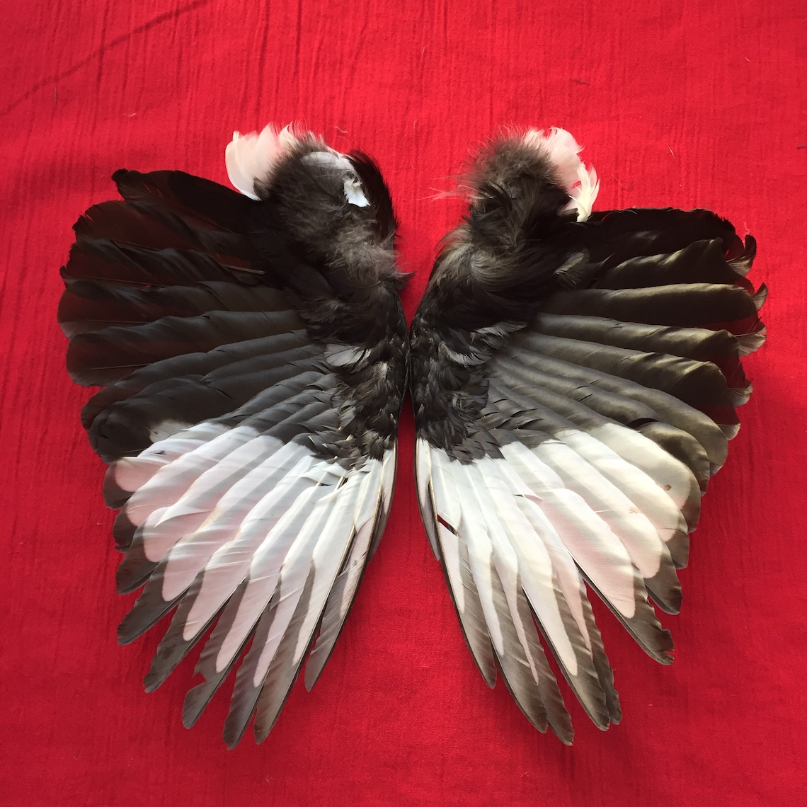 A Pair of Magpie Wings Perfect for Crafting. - Etsy