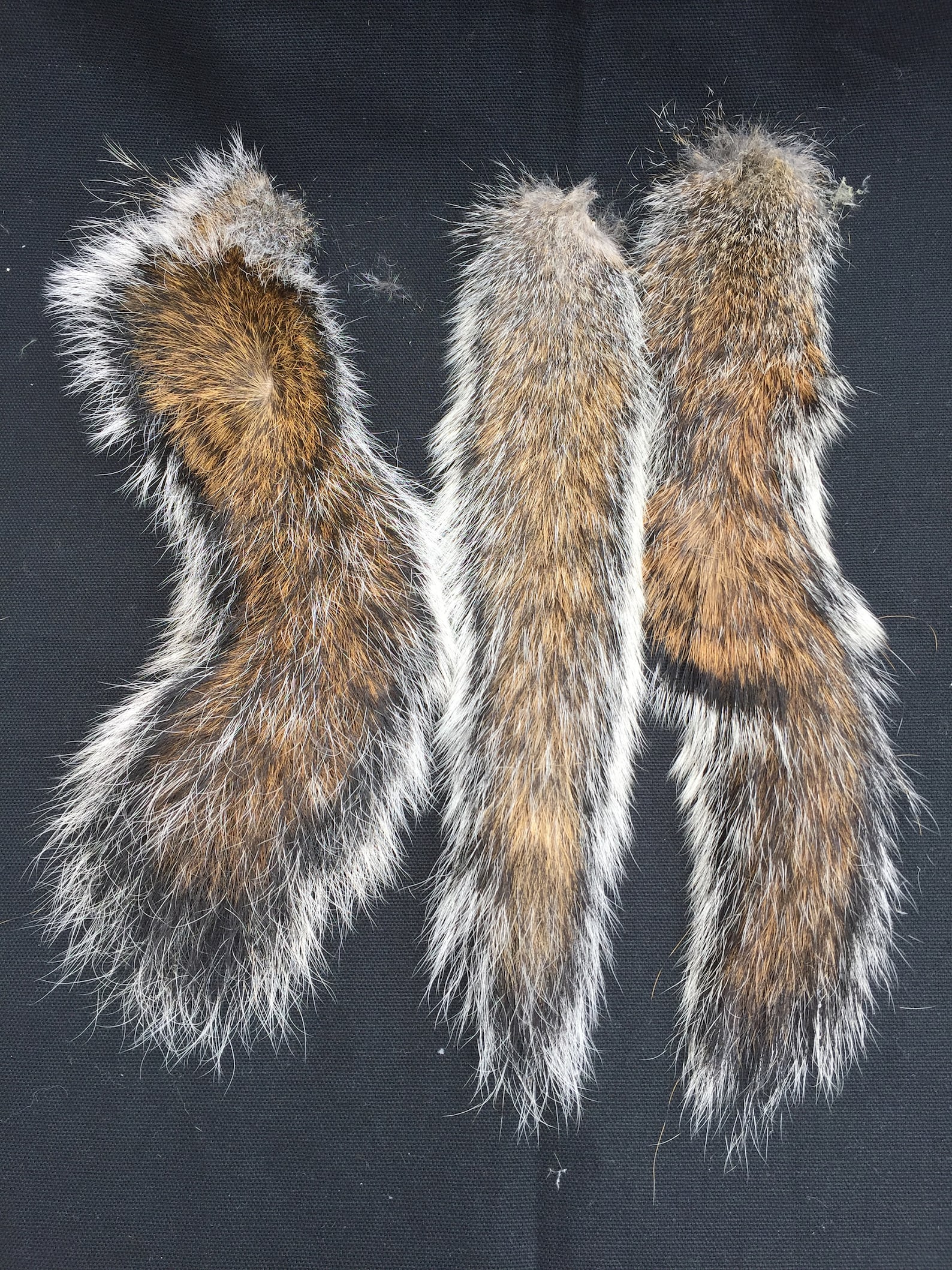 Three Squirrel Tails for Crafting - Etsy