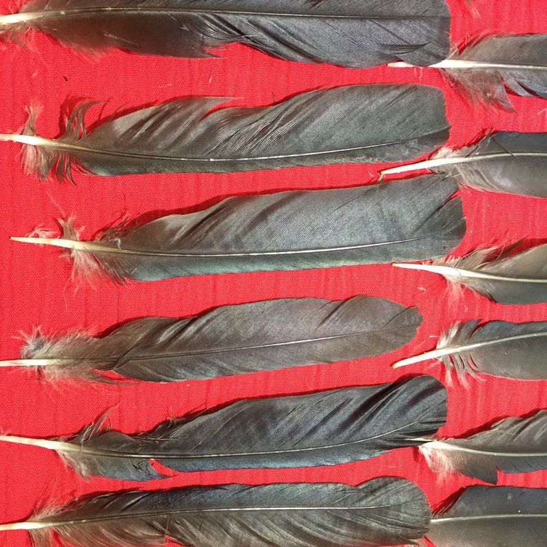 20 English Crow Tail Feathers small | Etsy