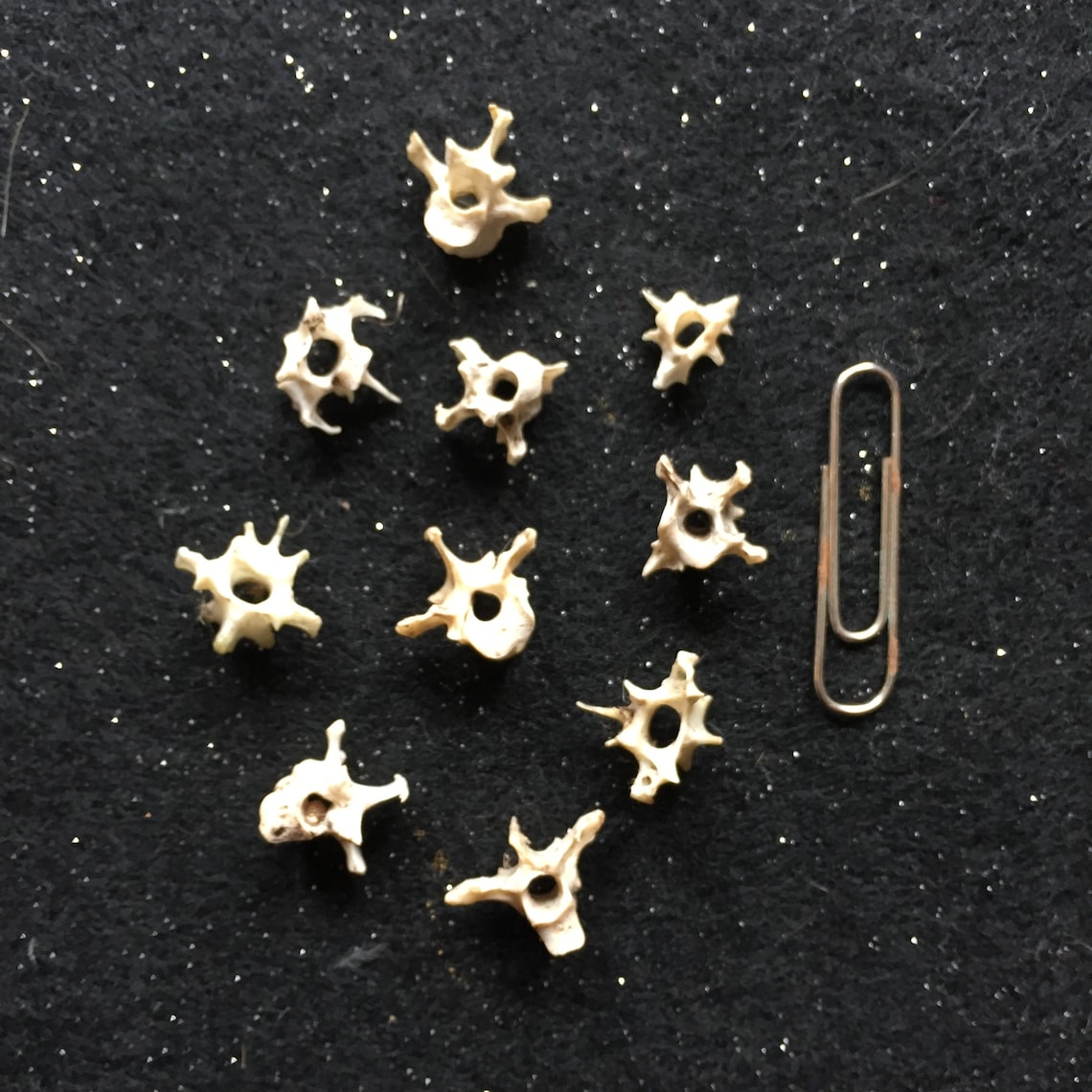 Ten Carrion Crow Spine Bones for Jewellery Crafts | Etsy