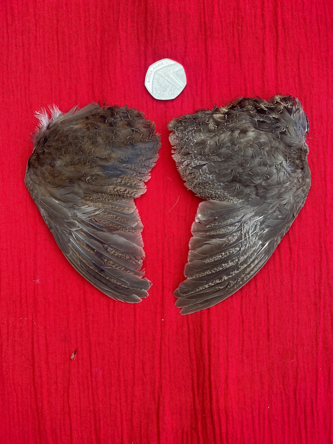 Pair of Quail Wings Feathers Q1 - Etsy