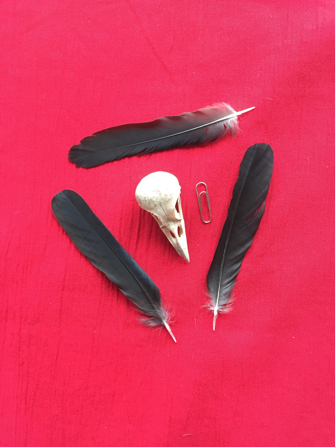 A Real Jackdaw Crow Skull - Etsy UK