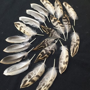 20 Wild Duck Feathers Ready for Craftwork - Etsy