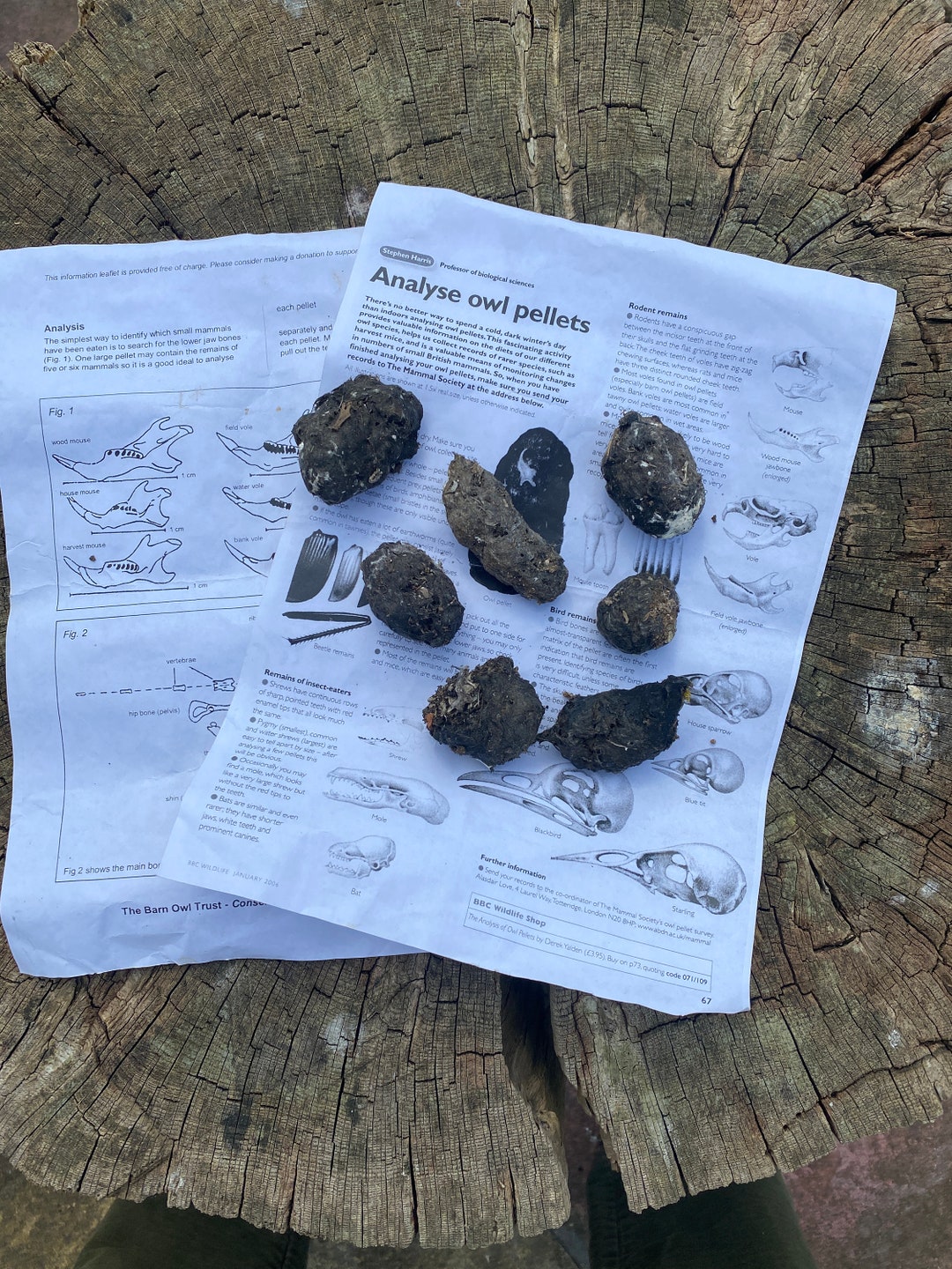 Three English Barn Owl Pellets With Instructions for Dissection and ...