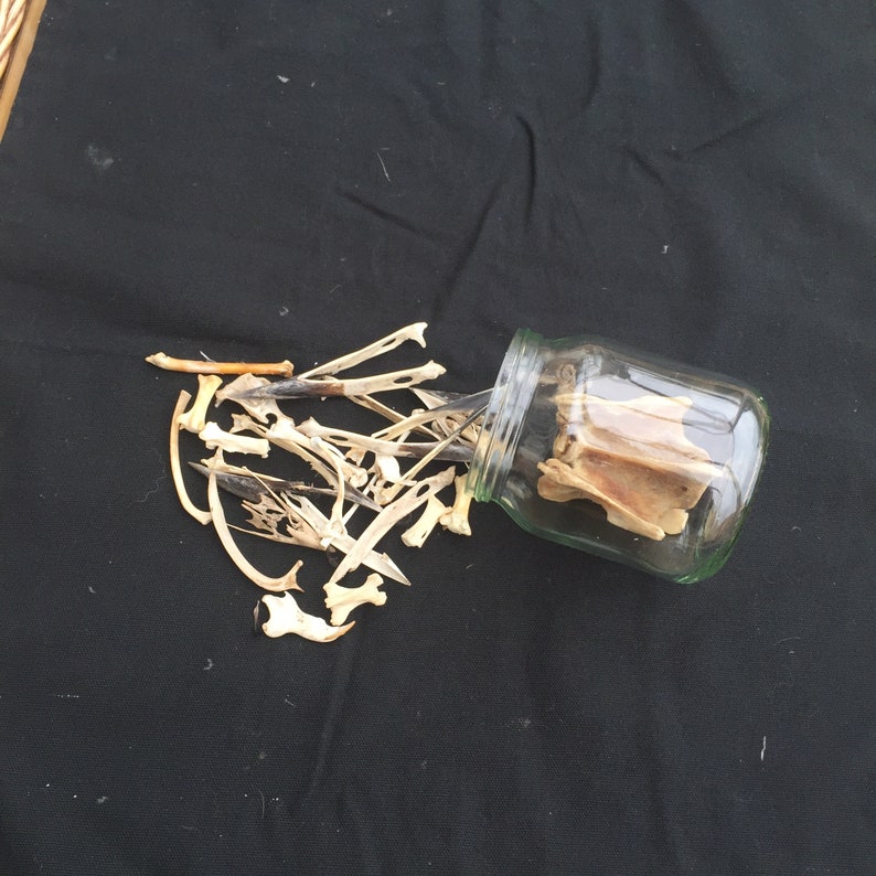 Assorted Animal and Bird Bones in a Large Jar. - Etsy UK