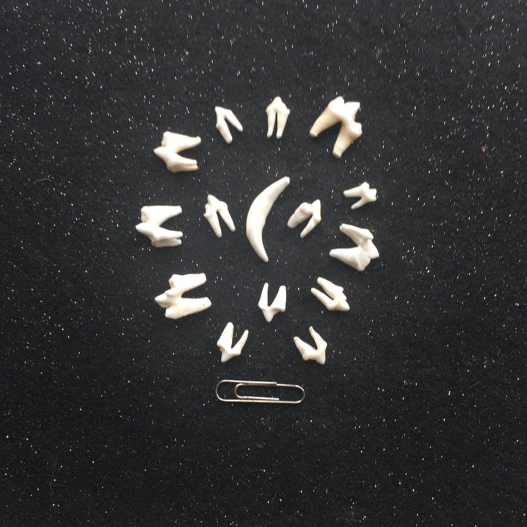 15 Red Fox Teeth for Craft Work - Etsy