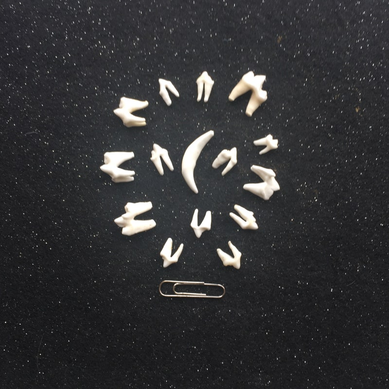 Animal Teeth - Etsy
