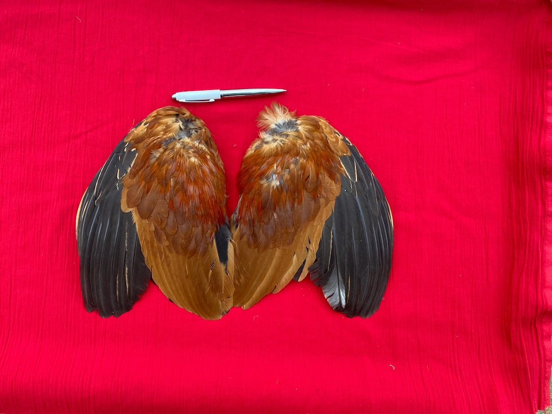 Pair Bantam Rooster Wings Feathers Bird 3B - Etsy
