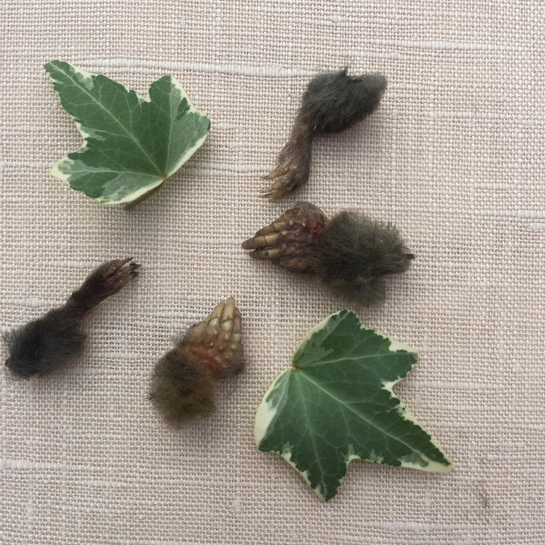 Four Mole Feet Dried and Preserved for Craft Projects - Etsy