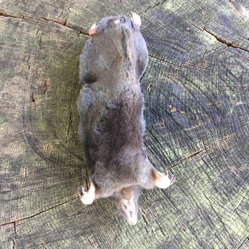 A Complete English Mole Body Ready for Taxidermy | Etsy UK