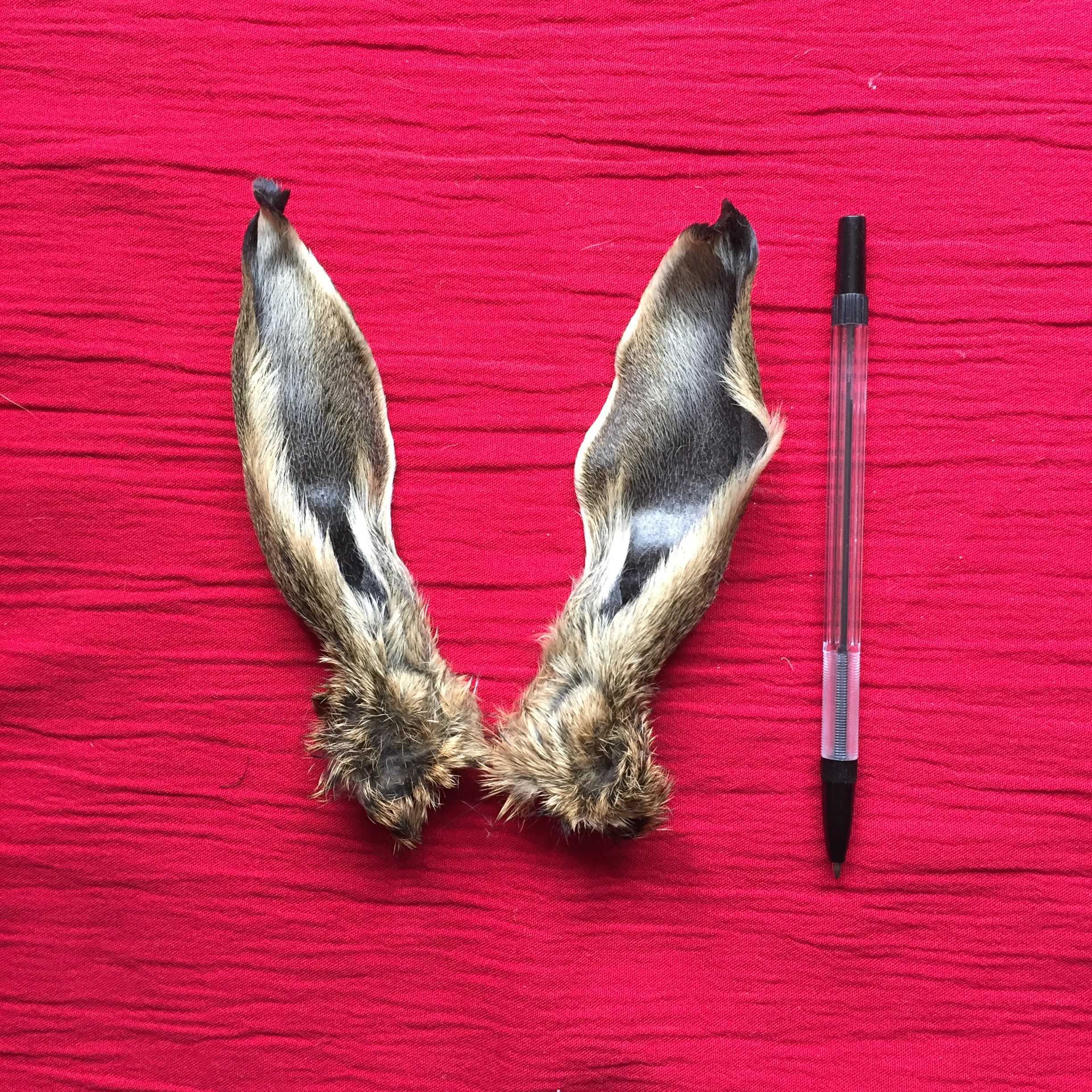 Two Wild Brown Hare Ears - Etsy