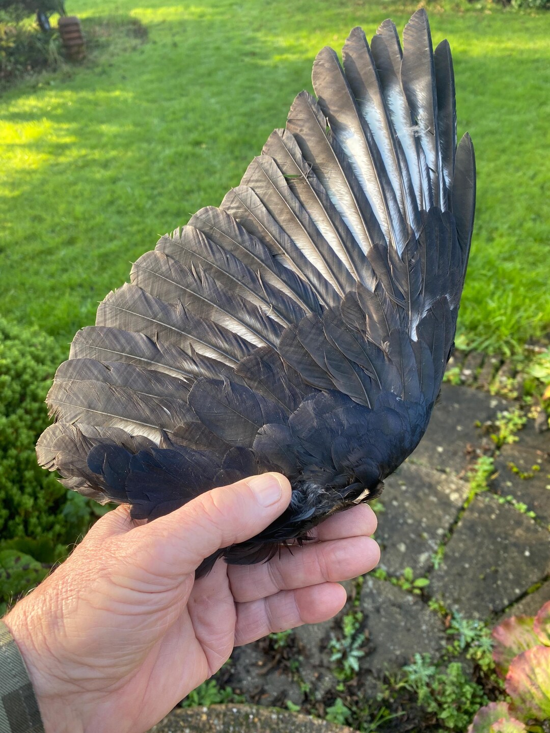 Rare and Unusual Smudge Fan Crow Wing Feathers - Etsy
