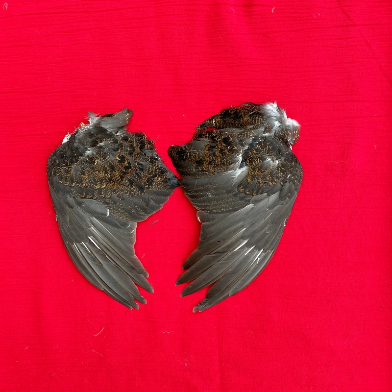 Grouse Bird in Scotland - Etsy UK