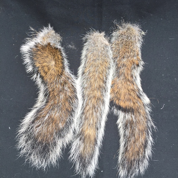 Squirrel Tails - Etsy
