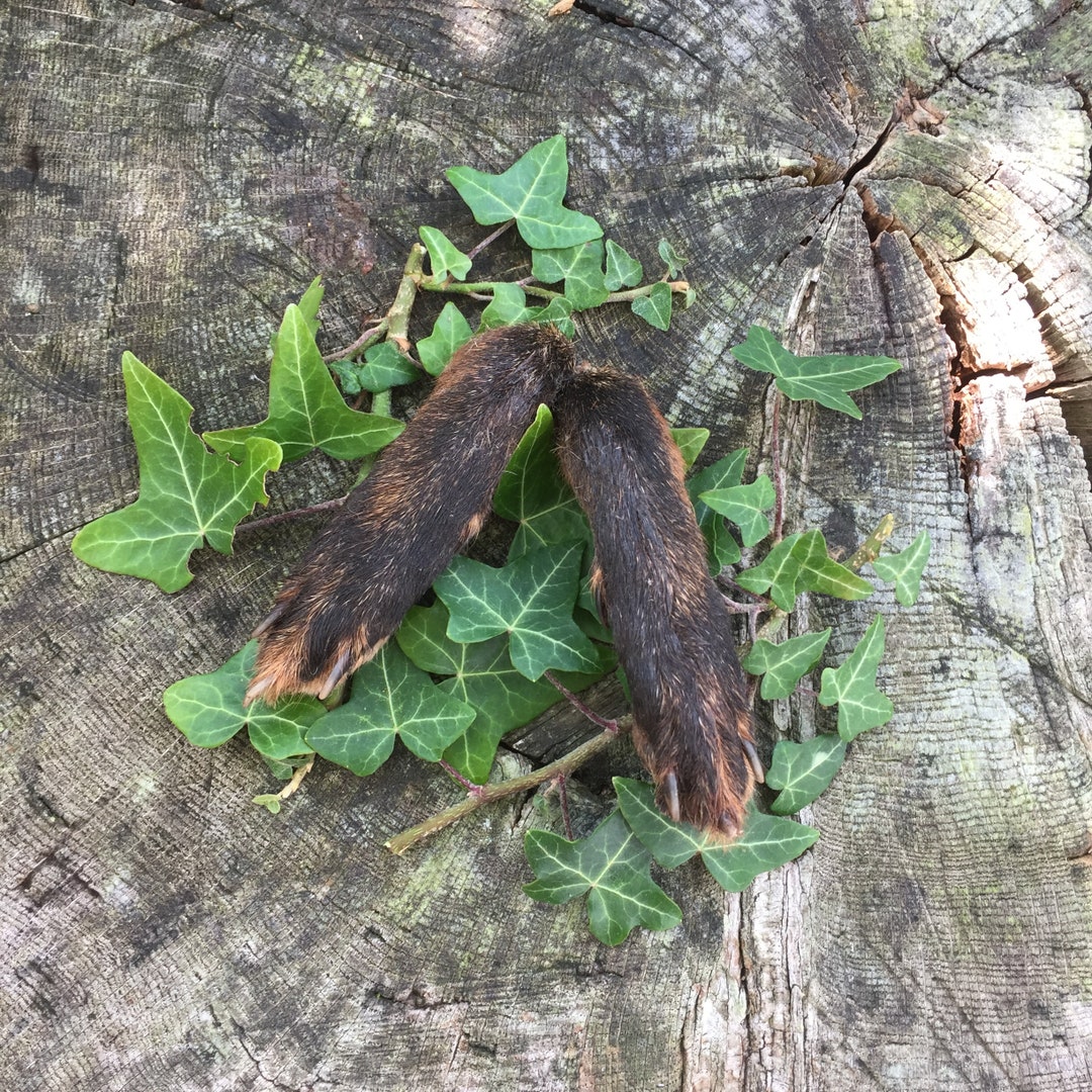 Two English Red Fox Paws or Feet - Etsy