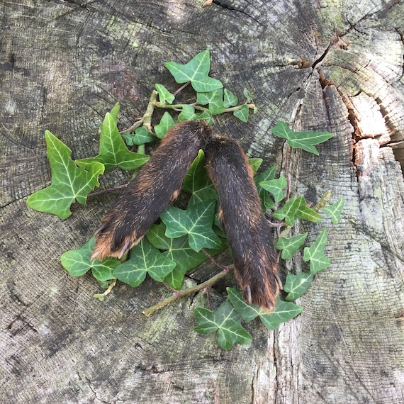 Two English Red Fox Paws or Feet | Etsy