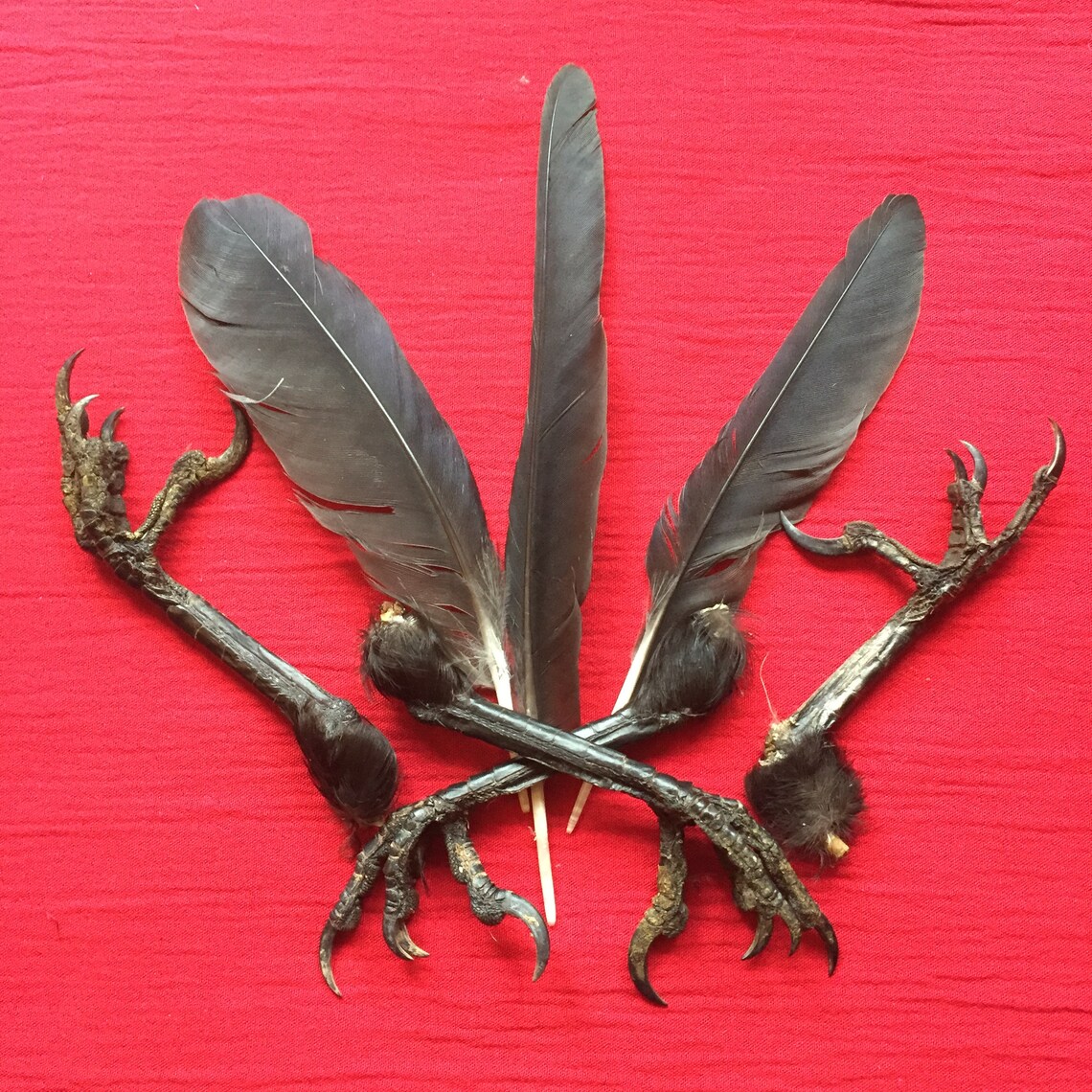 Four Genuine English Carrion Crow Feet With a Few Crow - Etsy
