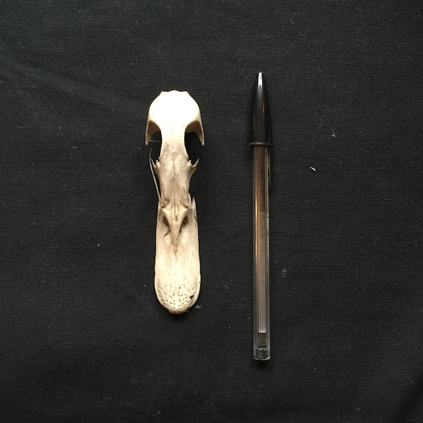 Duck Skull - Etsy