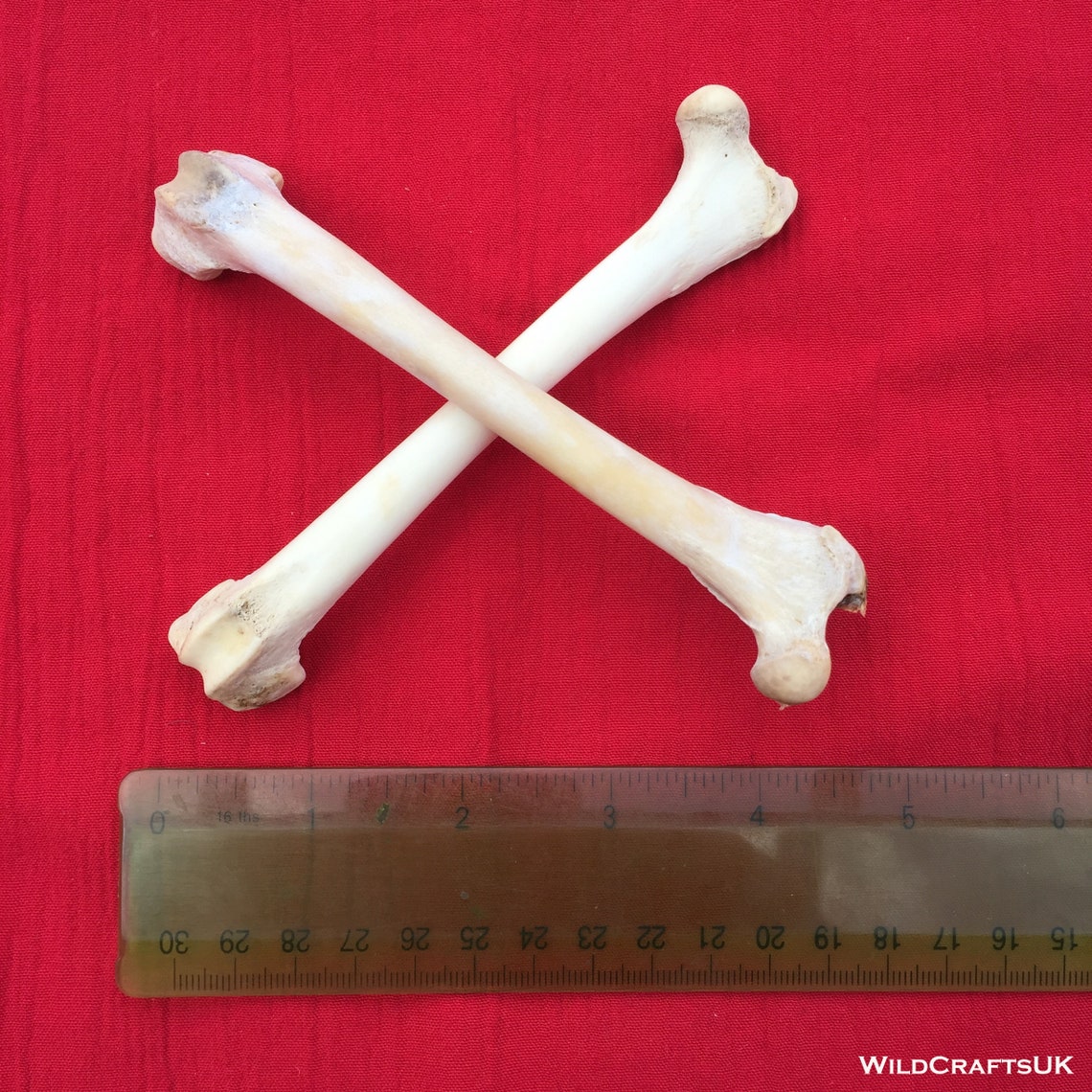 A Pair of English Wild Red Fox Bones - Etsy