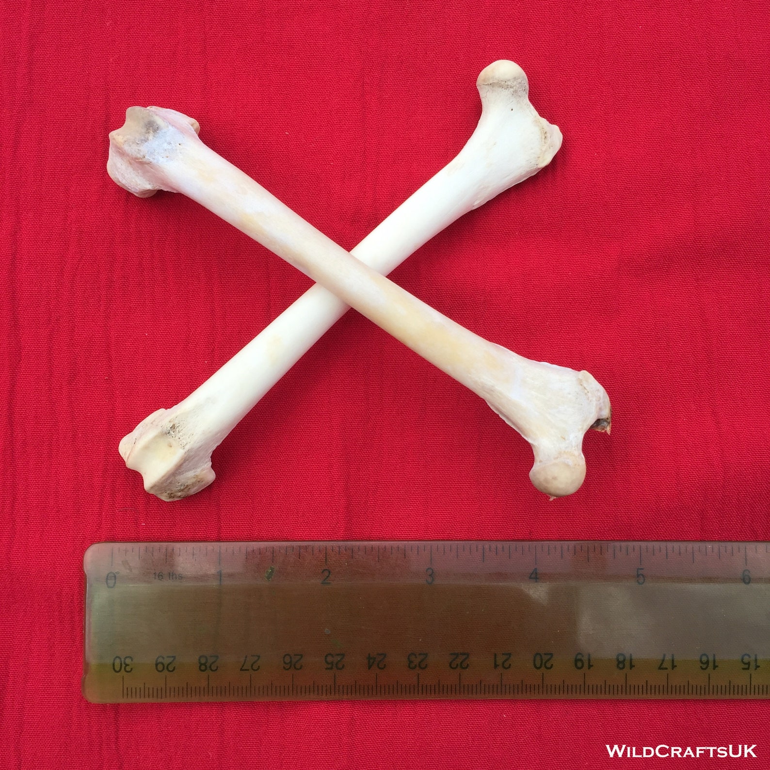 A Pair of English Wild Red Fox Bones - Etsy