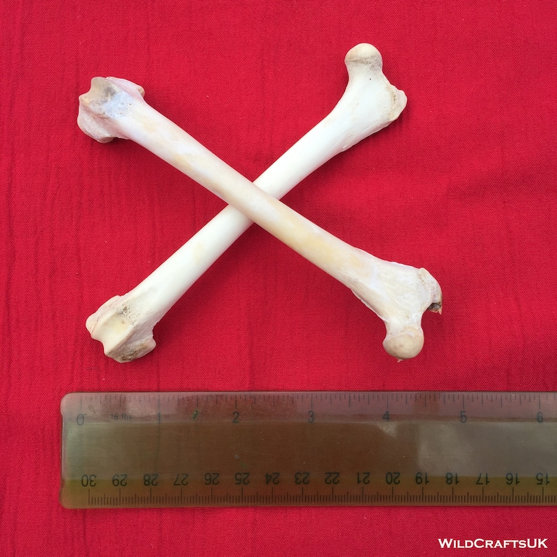 A Pair of English Wild Red Fox Bones - Etsy