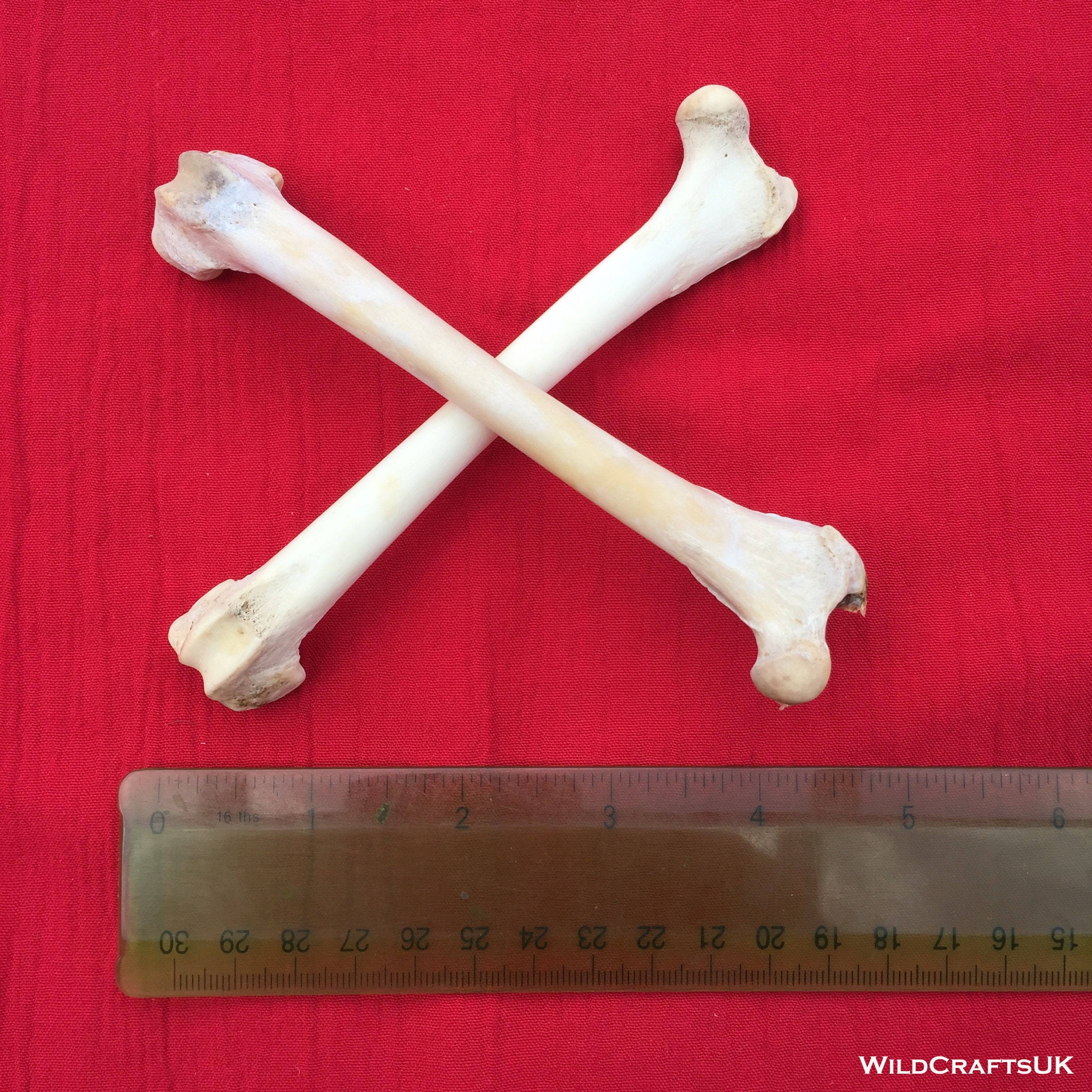 A Pair of English Wild Red Fox Bones - Etsy