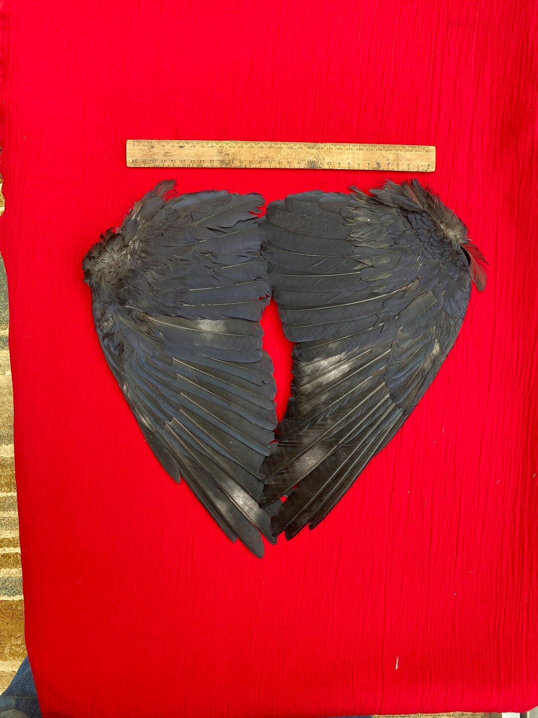 Crow Wings A Rare Pair of Aberrant Carrion Crow Wings - Etsy