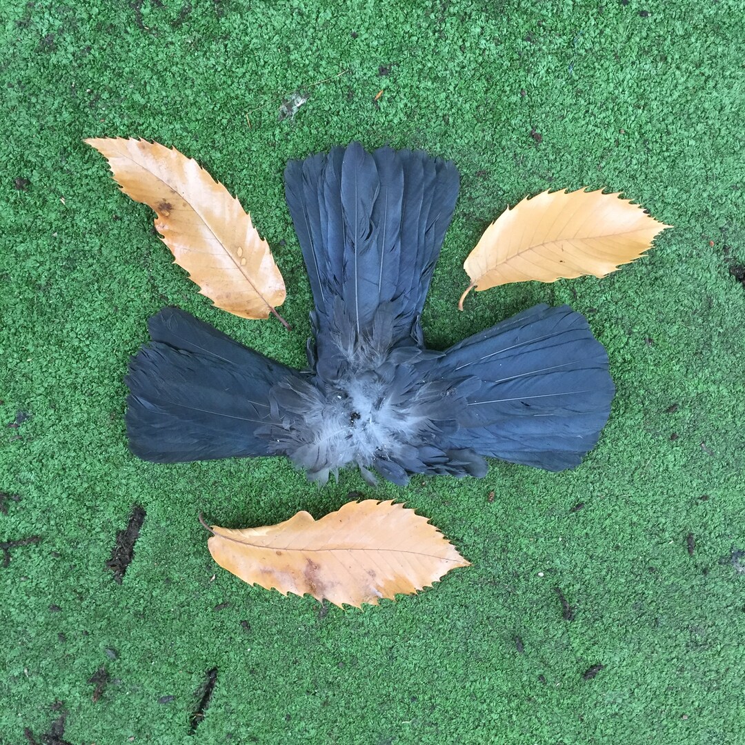 Three Jackdaw Tail Fans for Crafting - Etsy