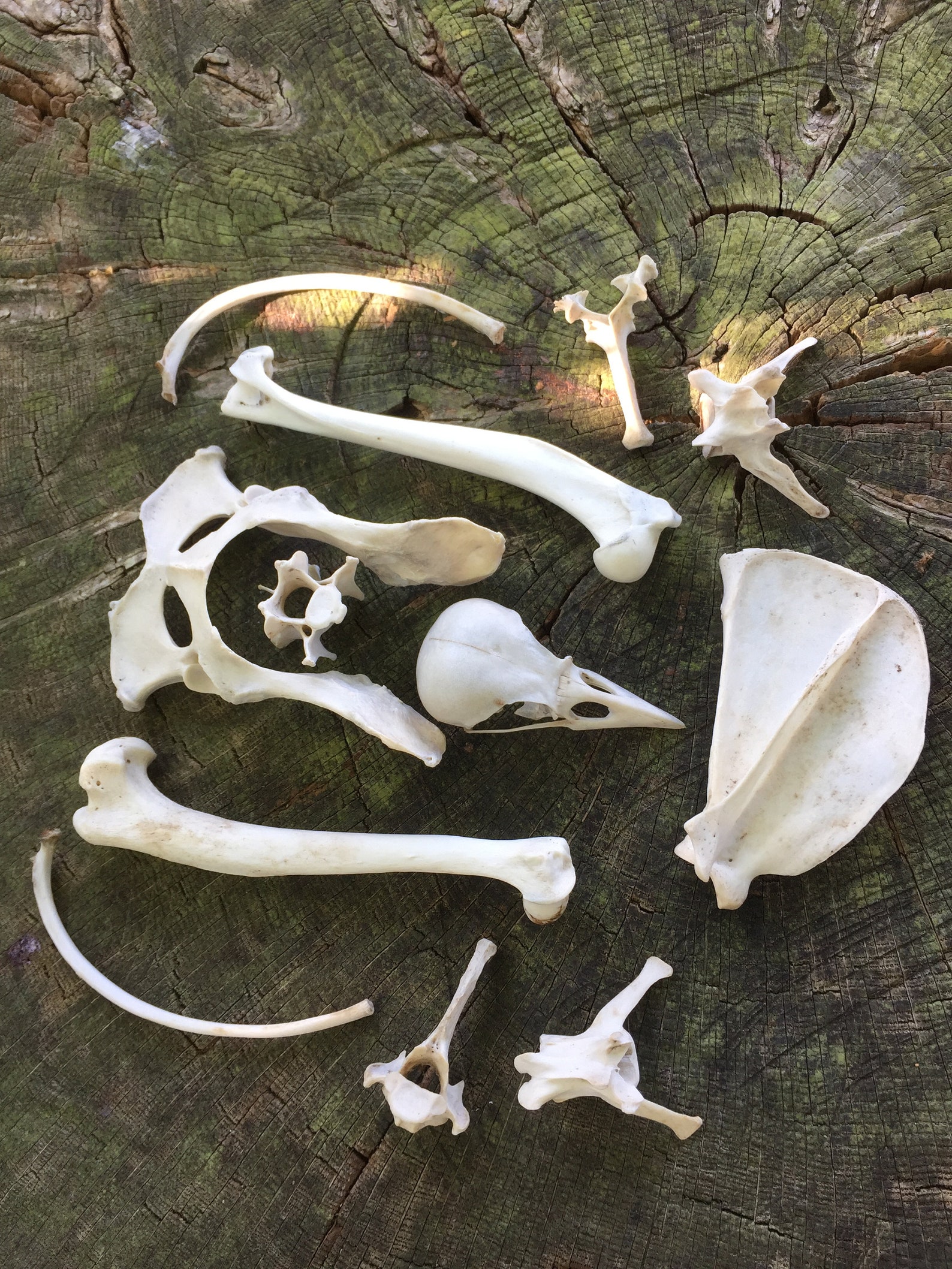 A Collection of Fox Bones and Crow Skull - Etsy