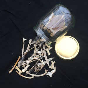 Assorted Animal and Bird Bones in a Large Jar. - Etsy UK