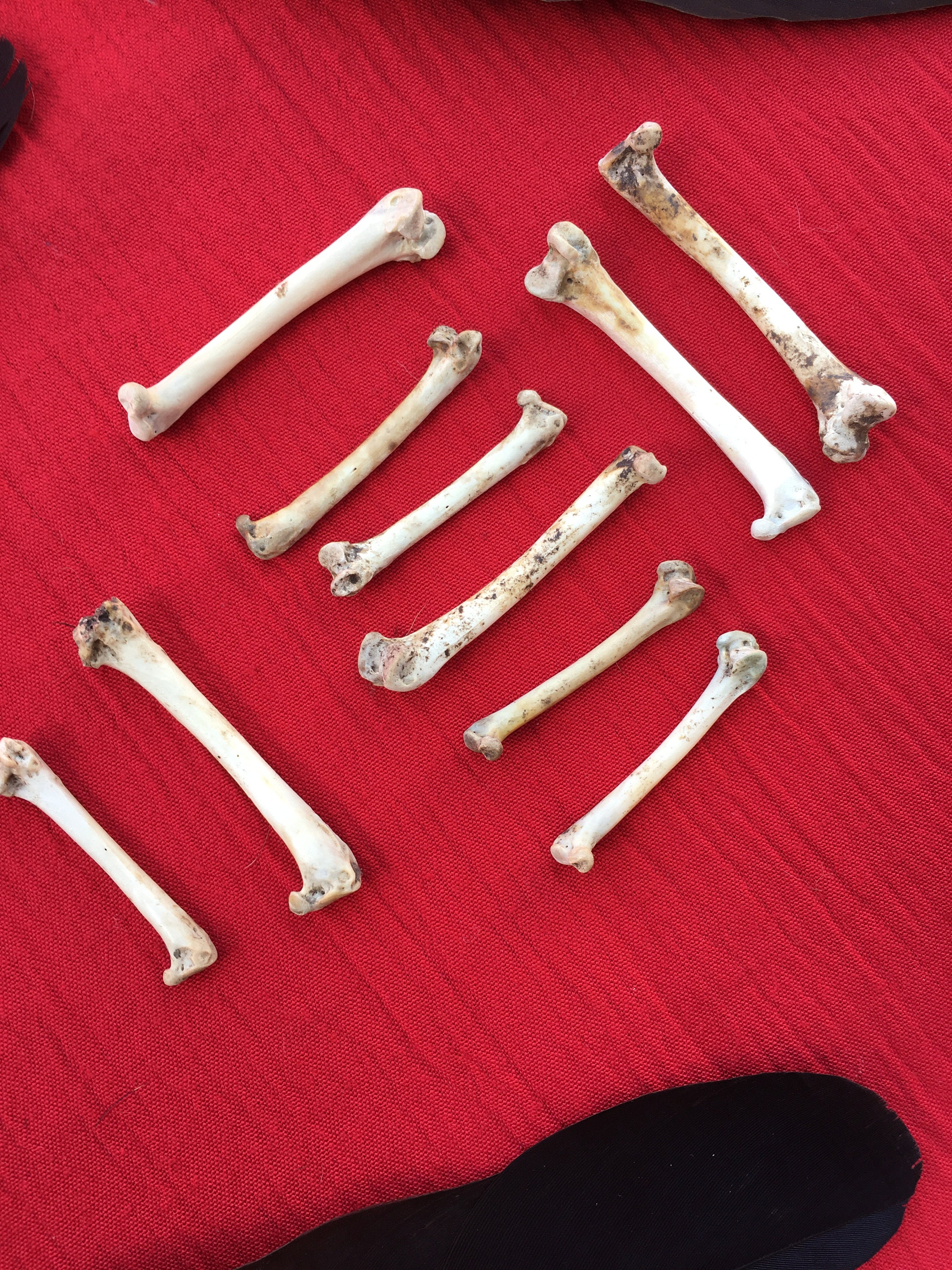 Crow Tibia Leg Bones Bird Feathers 10 | Etsy UK