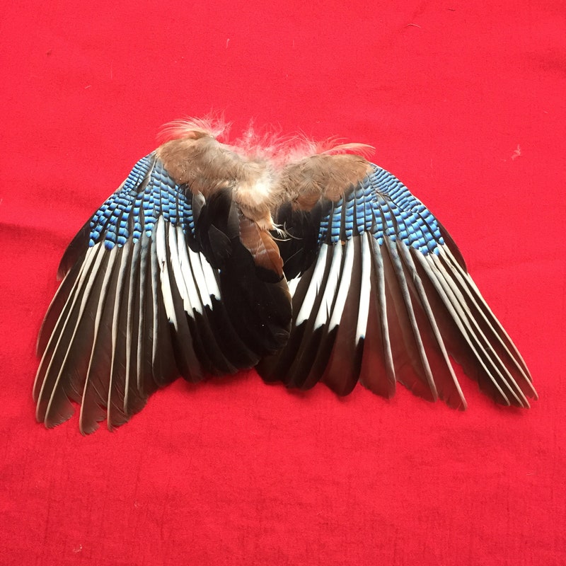 Blue Jay Wings - Etsy