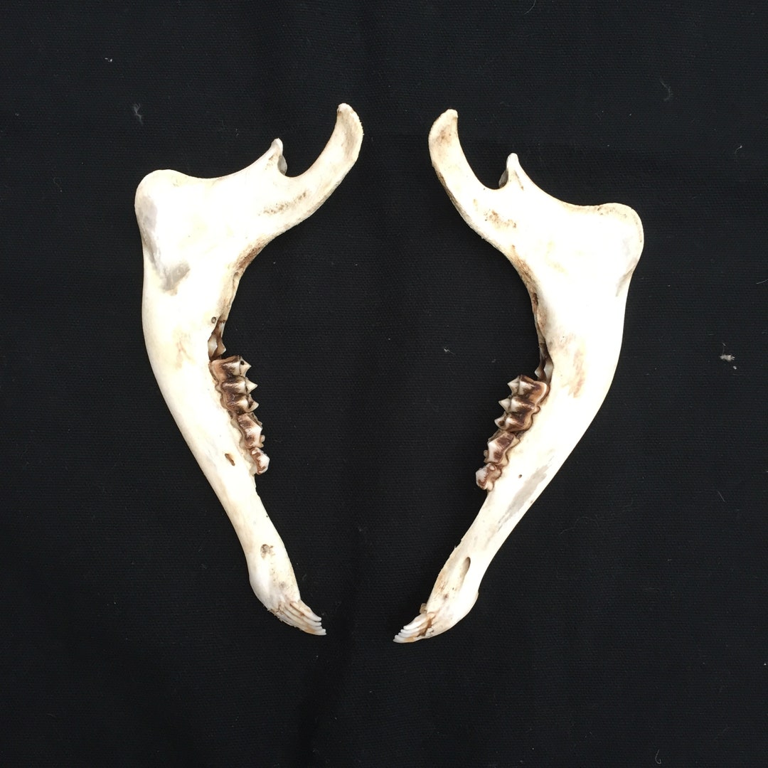 Two Fallow Deer Jaw Bones for Crafts - Etsy