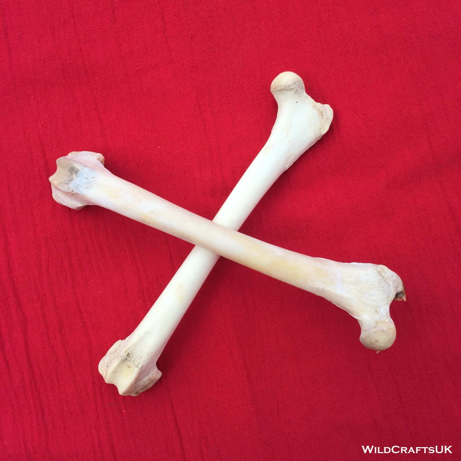 A Pair of English Wild Red Fox Bones - Etsy