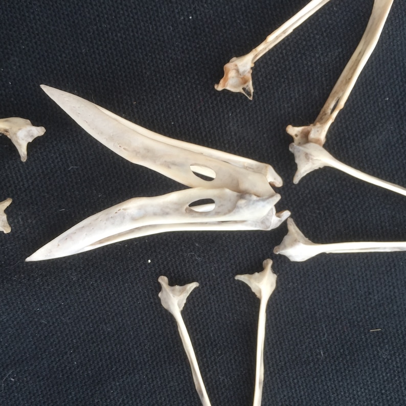 Six Crow Beaks for Craft Work - Etsy