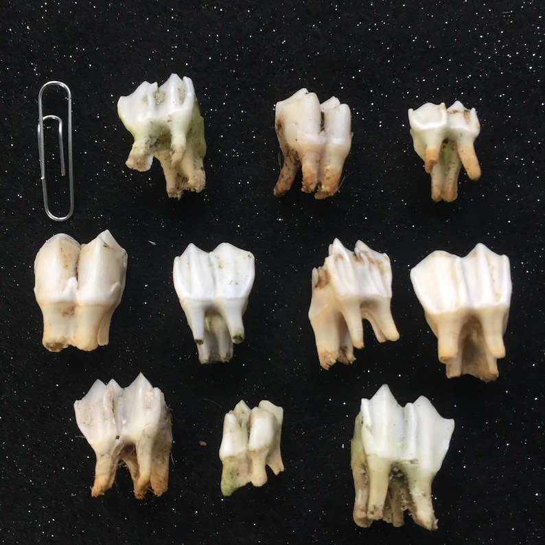 Ten Deer Teeth for Crafting, Display Etc - Etsy