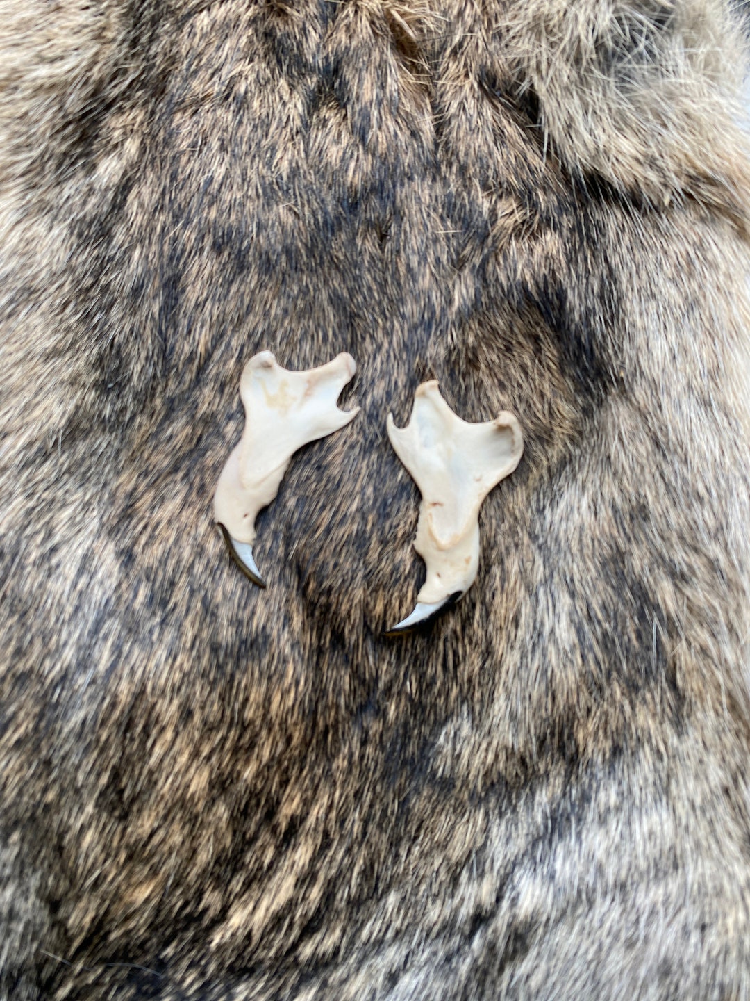 A Pair of Grey Squirrel Jaw Bones and Teeth - Etsy UK