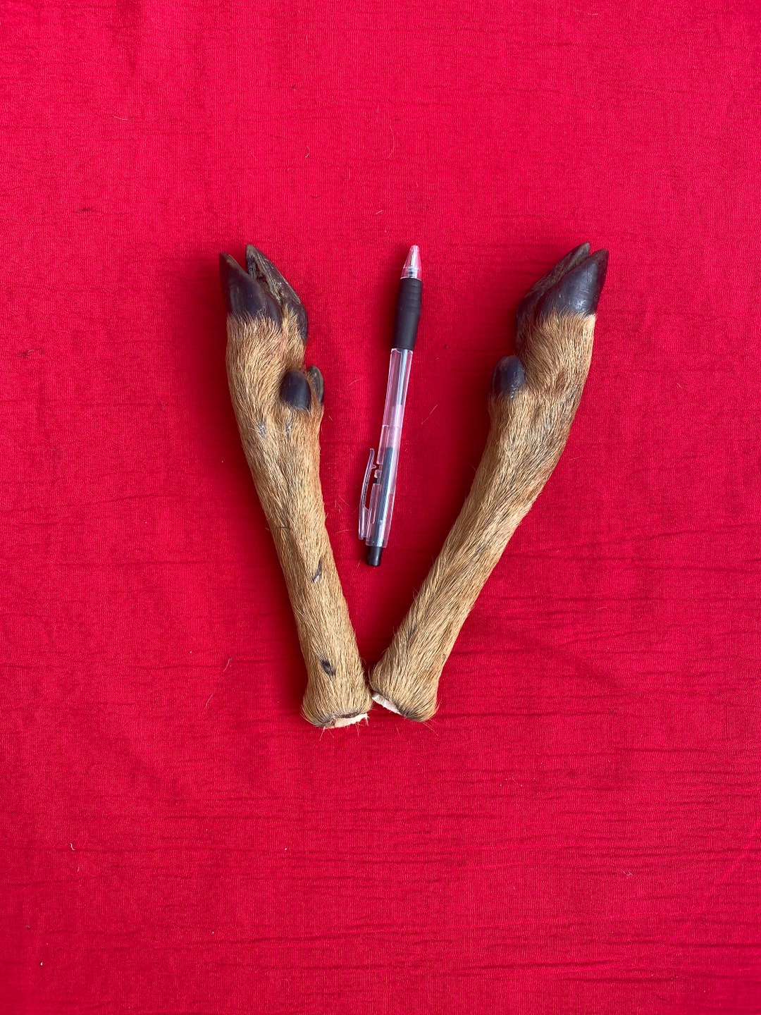 Two Roe Deer Feet for Craft Work or Stick Making - Etsy