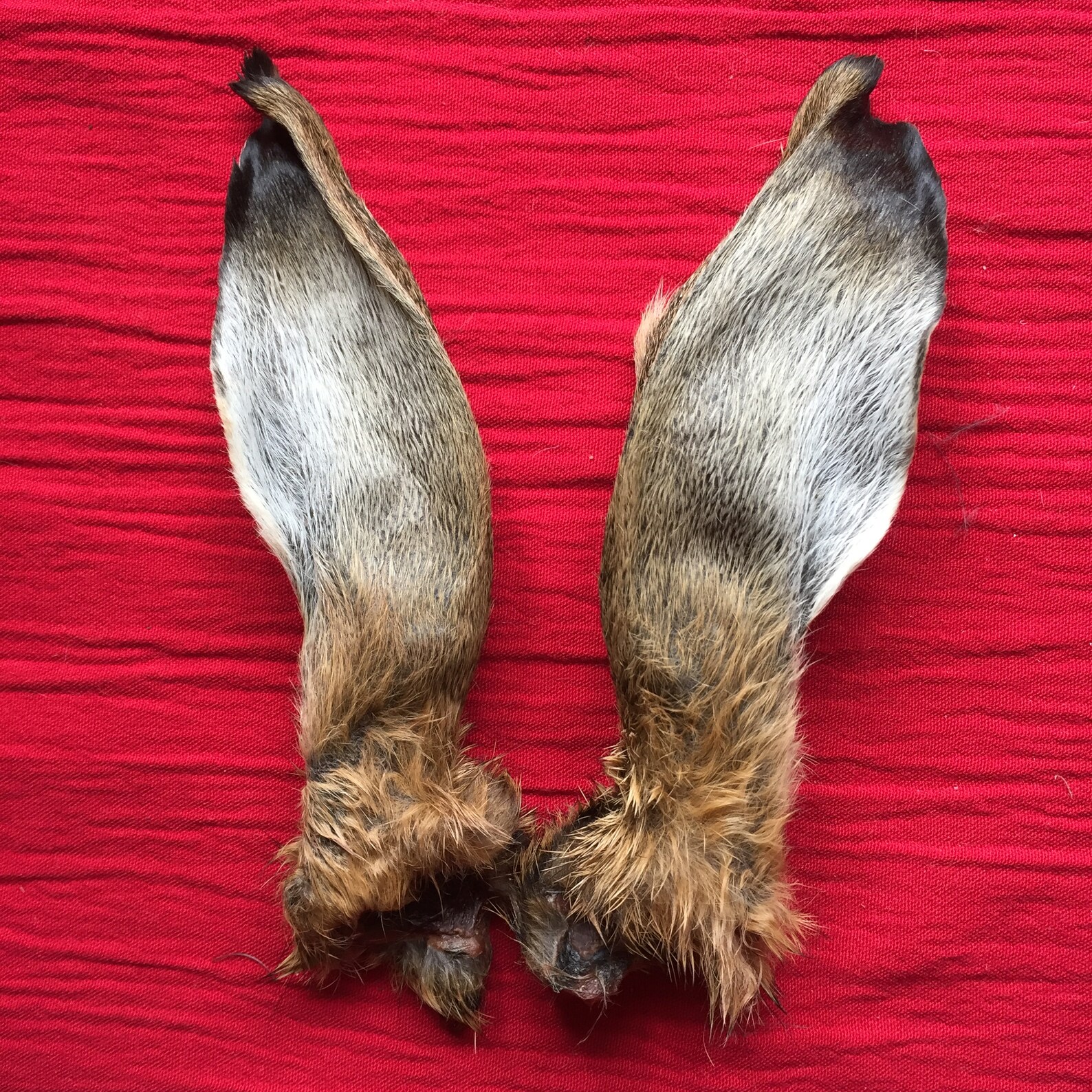 Two Wild Brown Hare Ears - Etsy