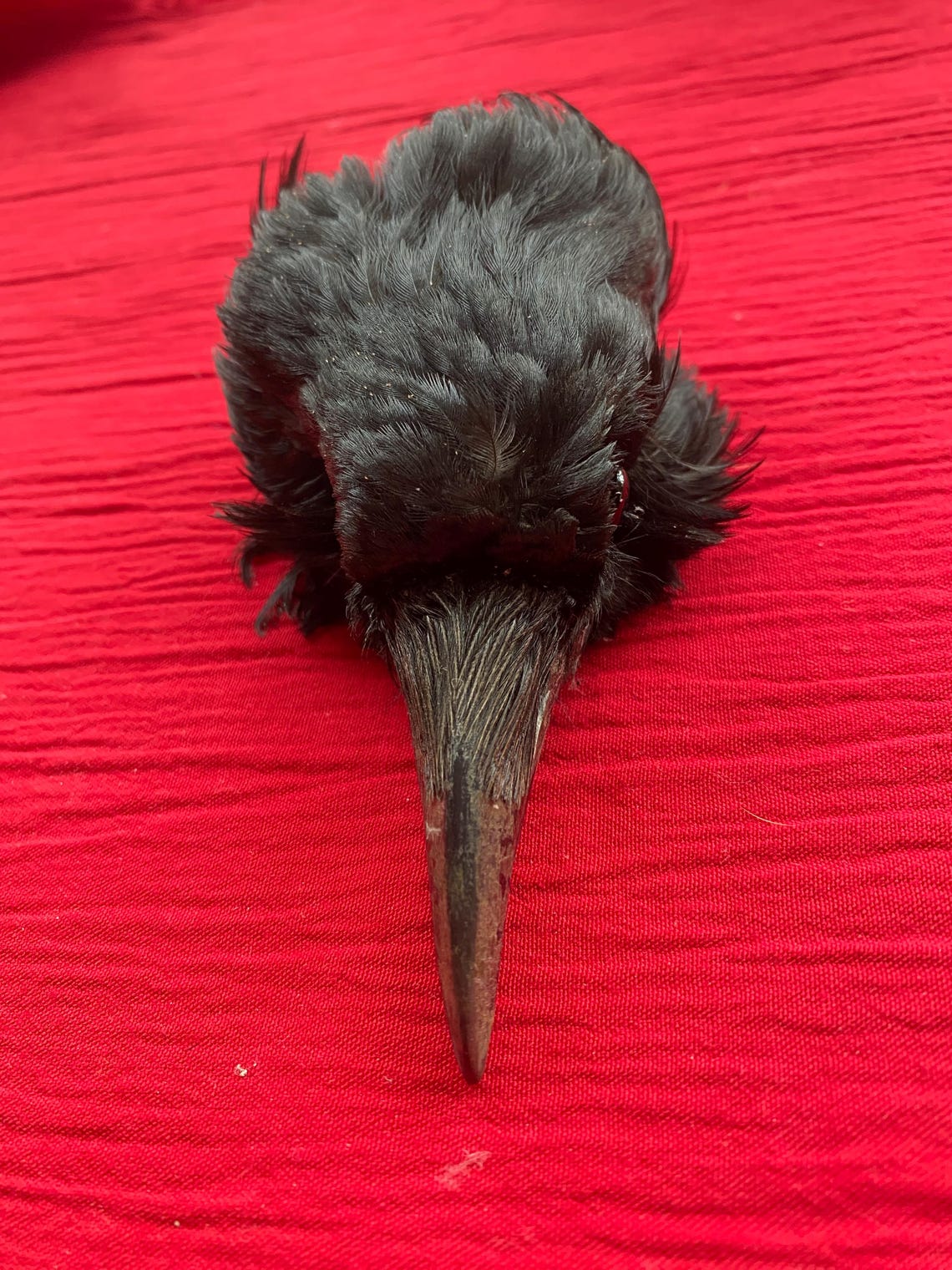 Genuine Preserved Crow Skull Head Feathers Taxidermy Animal Bones ...