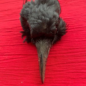 Genuine Preserved Crow Skull Head Feathers Taxidermy Animal Bones ...