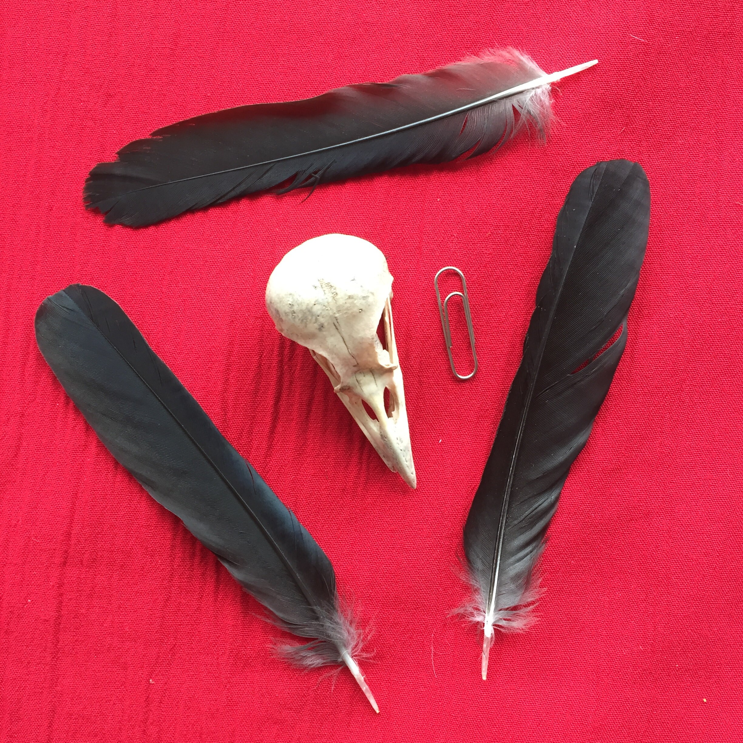 A Real Jackdaw Crow Skull | Etsy UK